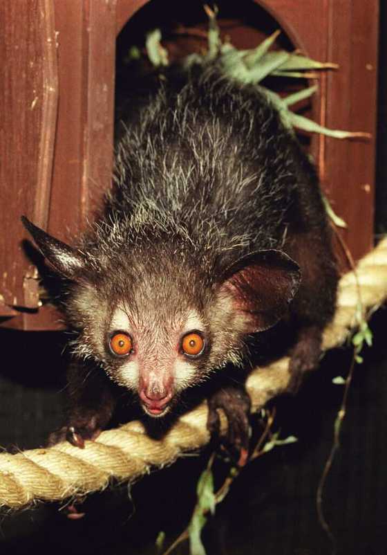 Scary animals: 20 creepy creatures from your worst nightmares - Legit.ng