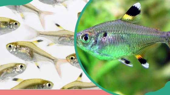 X-ray fish facts: Interesting things you should know about them - Legit.ng