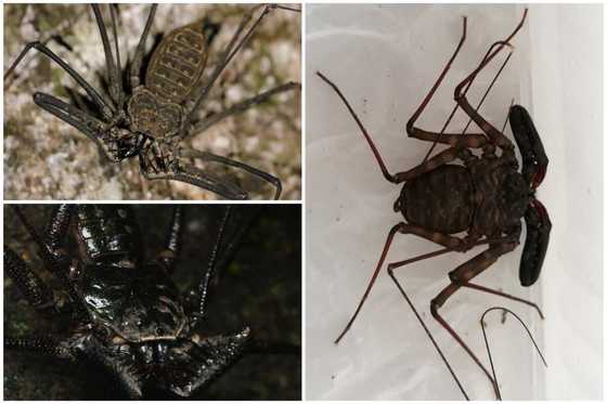 Scary animals: 20 creepy creatures from your worst nightmares - Legit.ng