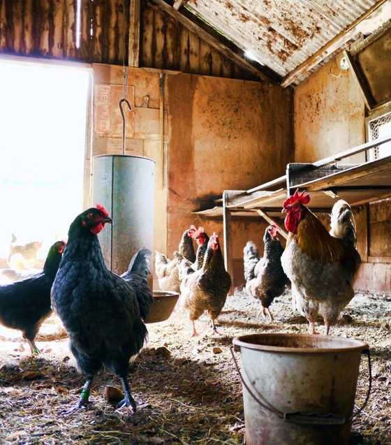 Advantages and disadvantages of pastoral farming explained - Legit.ng