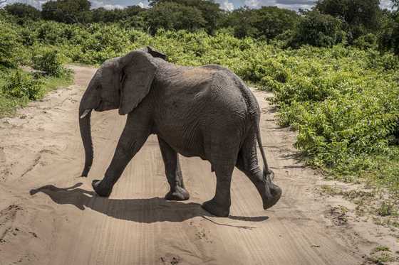 What is the biggest thing in the world? Largest items on earth - Legit.ng