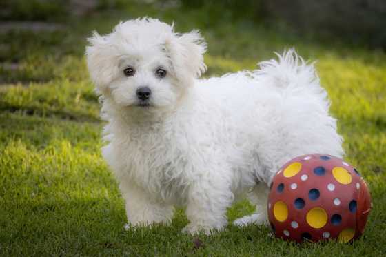 14 best white dog breeds: The most adorable white-coated pups - Legit.ng