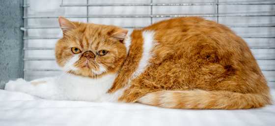 15 cool exotic cat breeds that you can legally adopt and own - Legit.ng