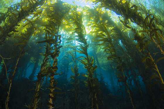 10 fascinating sea plants and interesting facts about them - Legit.ng