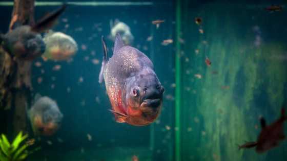 30 fascinating red animals that you need to know about - Legit.ng