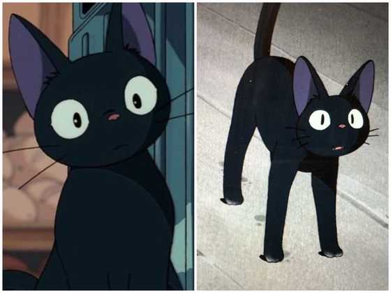 33 cutest anime cats: most popular kitties from films and shows - Legit.ng
