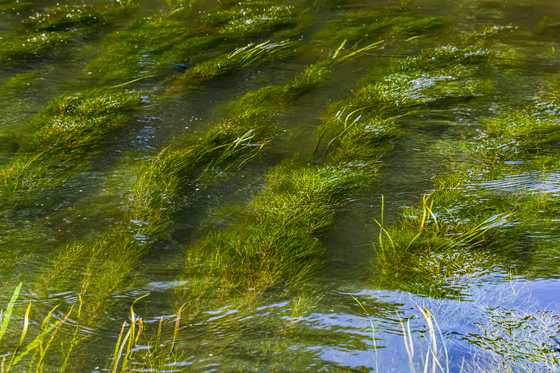 10 fascinating sea plants and interesting facts about them - Legit.ng