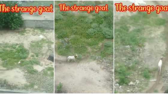 How to make Izal disinfectant at home in 2024: a step-by-step guide ...