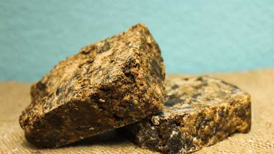 How to make soursop leaves tea and why you should drink it - Legit.ng