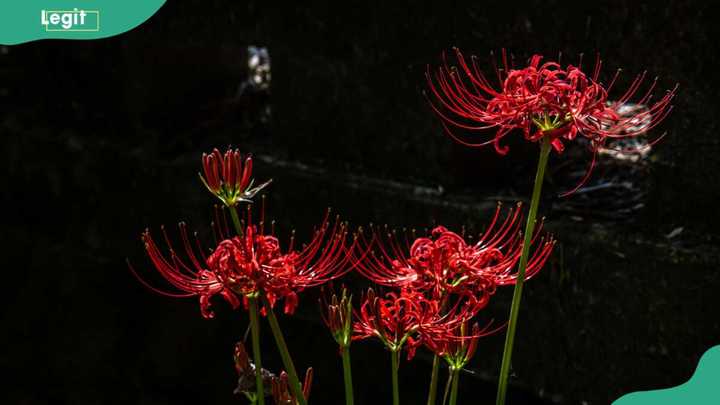 What is the spider lily's meaning? The flower's spiritual significance ...