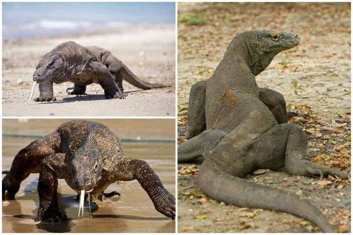 Scary animals: 20 creepy creatures from your worst nightmares - Legit.ng