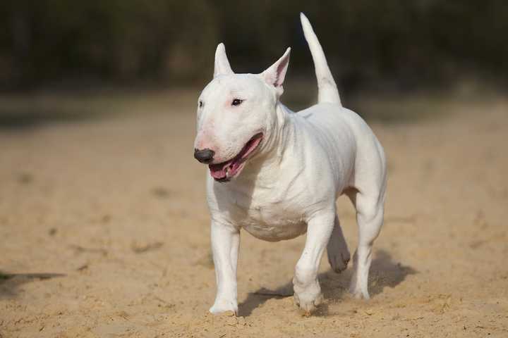 14 best white dog breeds: The most adorable white-coated pups - Legit.ng