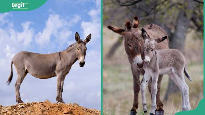 World Donkey Day: what it is, when and how to celebrate it - Legit.ng