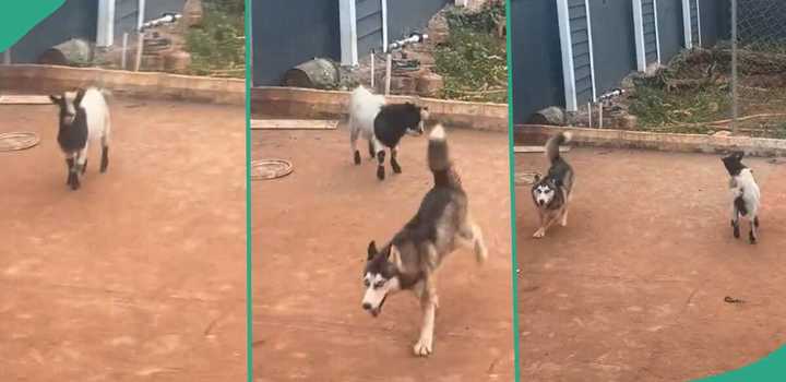 "Best Friends for Life": Man Shares Video of His Goat Playing Excitedly ...