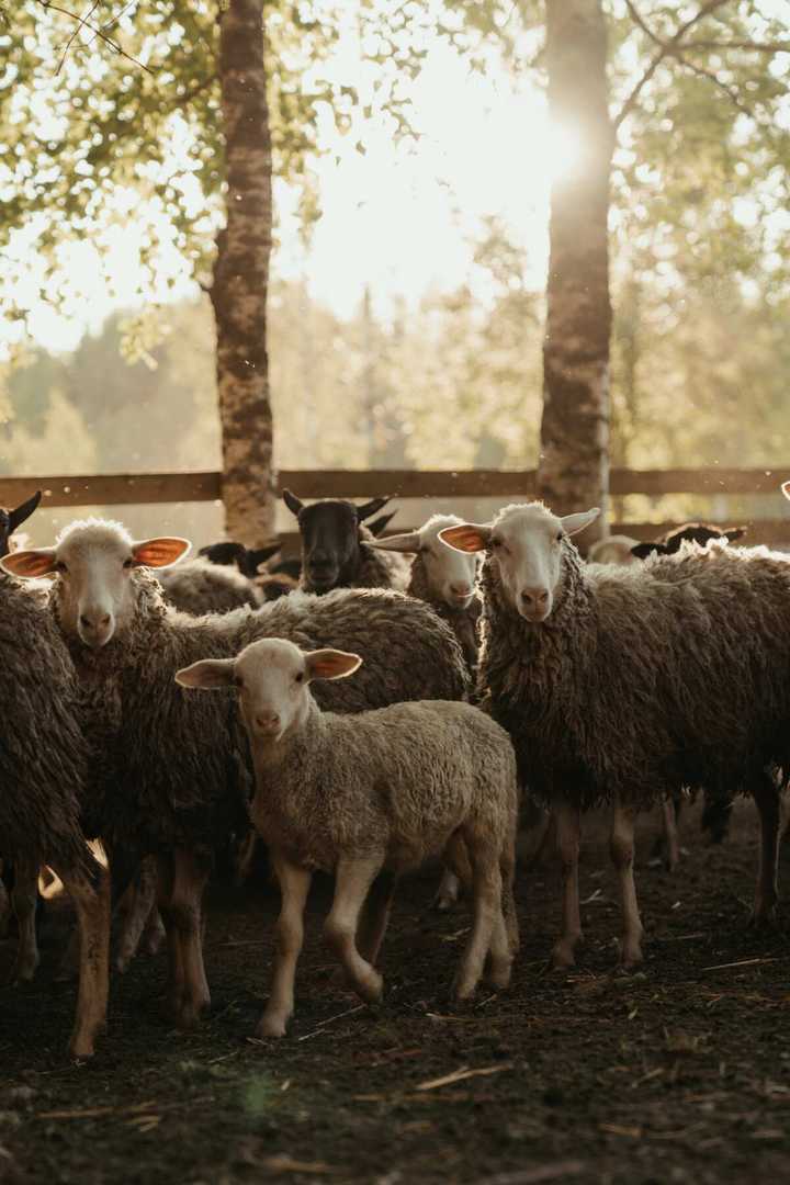 Advantages and disadvantages of pastoral farming explained - Legit.ng