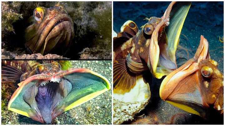 Scary animals: 20 creepy creatures from your worst nightmares - Legit.ng