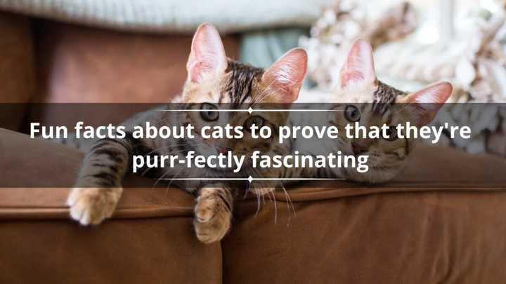 40 fun facts about cats to prove that they're purr-fectly fascinating ...