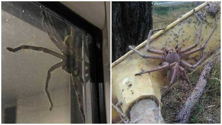 Scary animals: 20 creepy creatures from your worst nightmares - Legit.ng