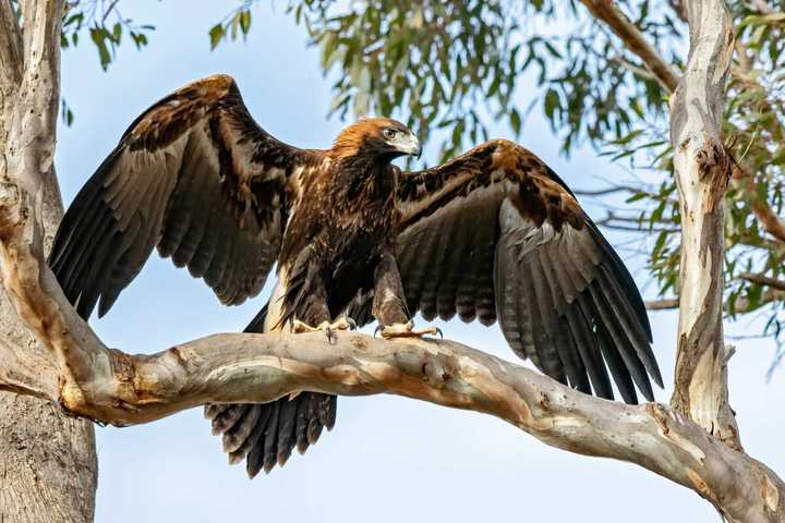 What's the world's largest eagle? Top 10 biggest majestic birds - Legit.ng