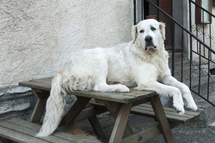 14 best white dog breeds: The most adorable white-coated pups - Legit.ng