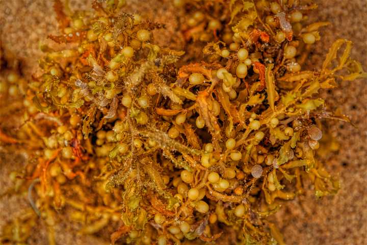 10 fascinating sea plants and interesting facts about them - Legit.ng