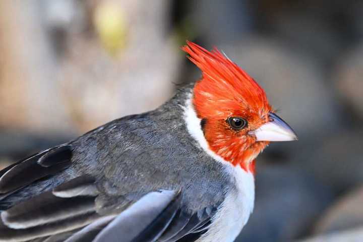 30 fascinating red animals that you need to know about - Legit.ng