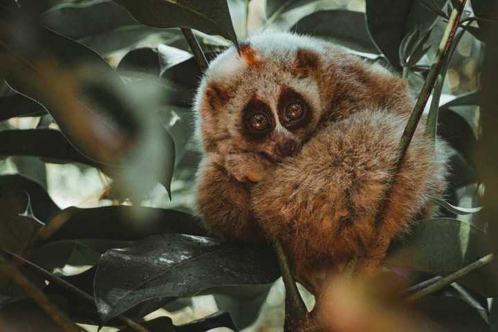 10 dumbest animals on earth that will make anyone feel smart - Legit.ng