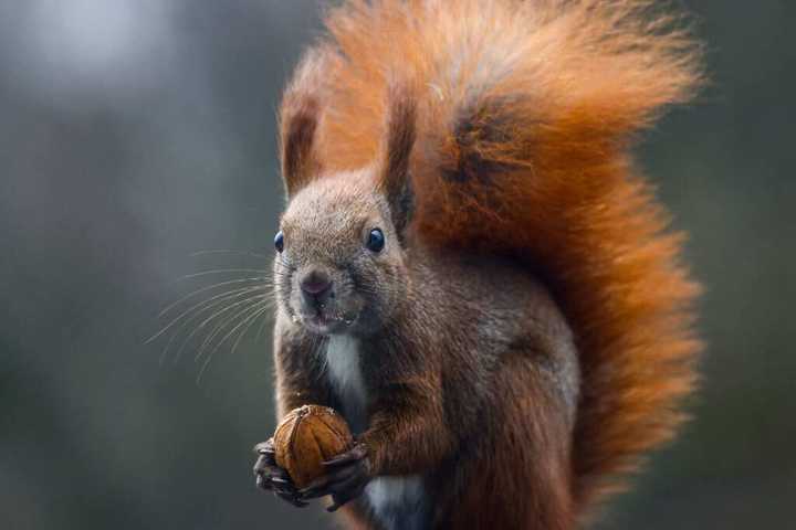 30 fascinating red animals that you need to know about - Legit.ng