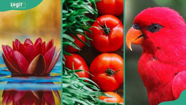 200+ things that are red: dazzling examples in nature - Legit.ng