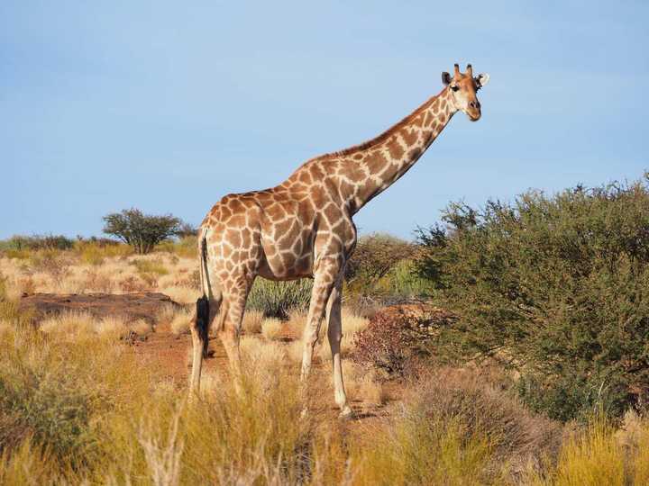 20 fun facts about giraffes: Learn more about these gentle giants ...