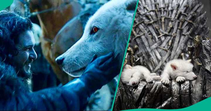 Scientists Resurrect Dire Wolf That Went Extinct 10,000 Years Ago ...