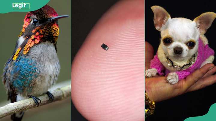 What is the smallest thing in the world? 10 tiniest natural and human ...