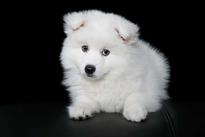 14 best white dog breeds: The most adorable white-coated pups - Legit.ng