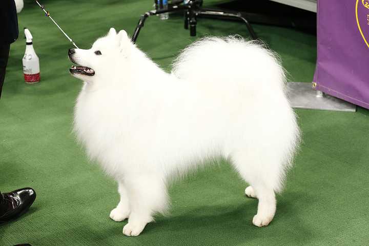 14 best white dog breeds: The most adorable white-coated pups - Legit.ng