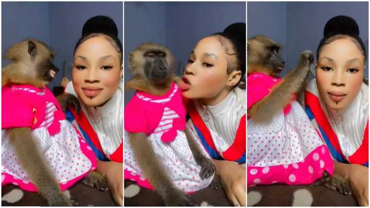 Lady and Her Monkey Play, Pet Dresses Like Girl, Wears Earrings and ...