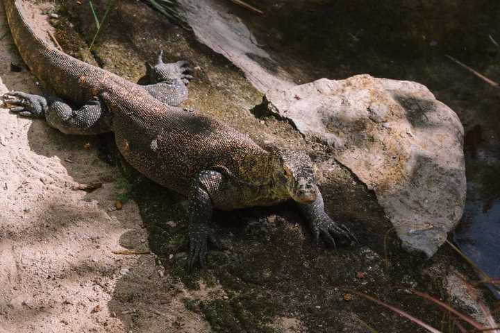 10 dumbest animals on earth that will make anyone feel smart - Legit.ng