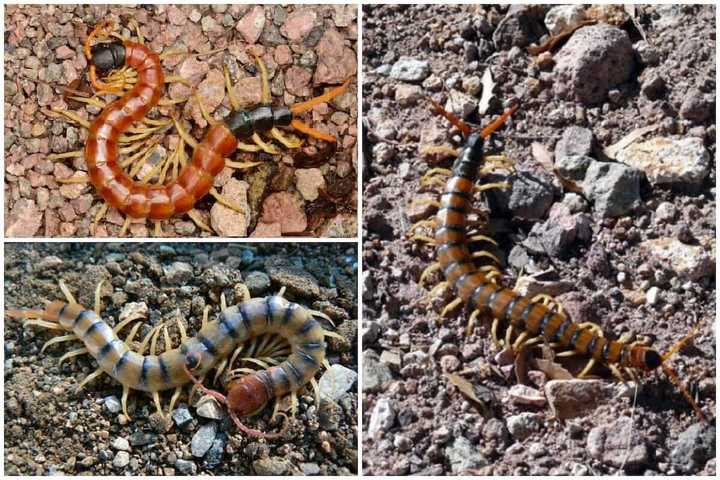 Scary animals: 20 creepy creatures from your worst nightmares - Legit.ng