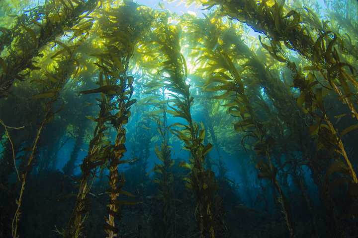 10 fascinating sea plants and interesting facts about them - Legit.ng