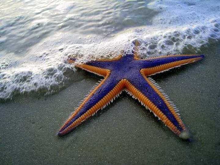 Slowest animal in the world: 10 of the most unhurried creatures - Legit.ng