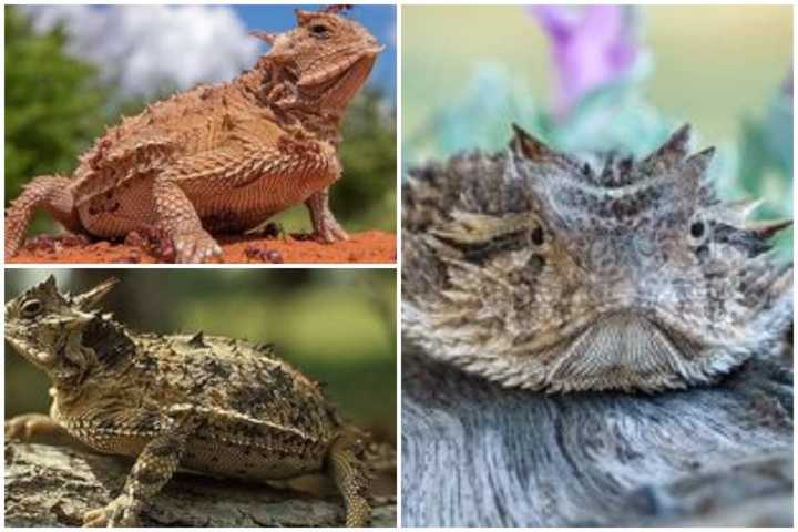 Scary animals: 20 creepy creatures from your worst nightmares - Legit.ng