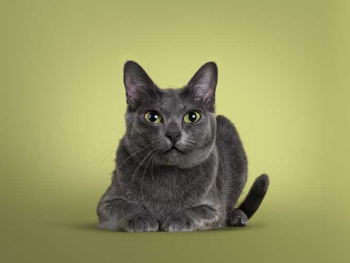 16 smallest cat breeds in the world that stay tiny, cute and cuddly ...