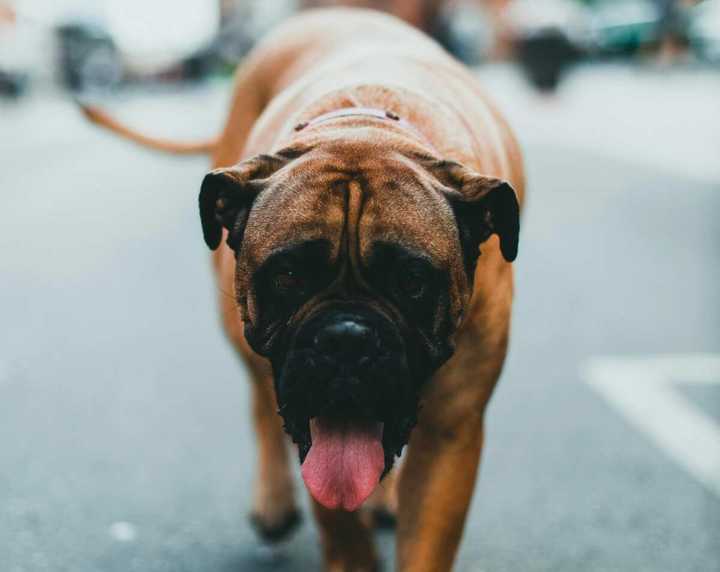 20 scary dog breeds: Which are the most terrifying guard dogs? - Legit.ng