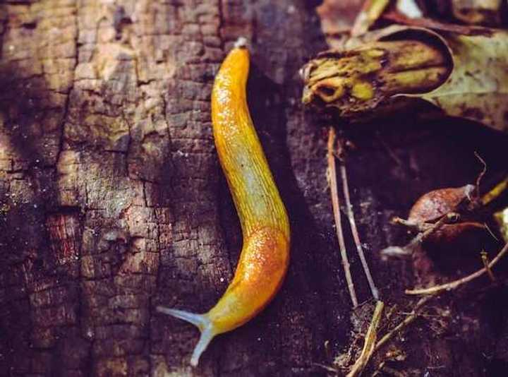 Slowest animal in the world: 10 of the most unhurried creatures - Legit.ng