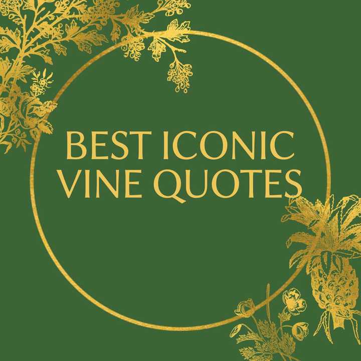 Best iconic Vine quotes people still recite on a daily basis - Legit.ng