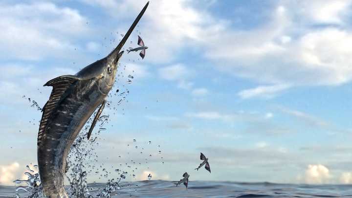 What is the fastest animal in water? Top 10 quickest and their speeds ...