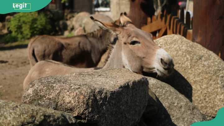 World Donkey Day: what it is, when and how to celebrate it - Legit.ng