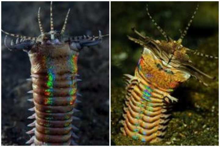 Scary animals: 20 creepy creatures from your worst nightmares - Legit.ng