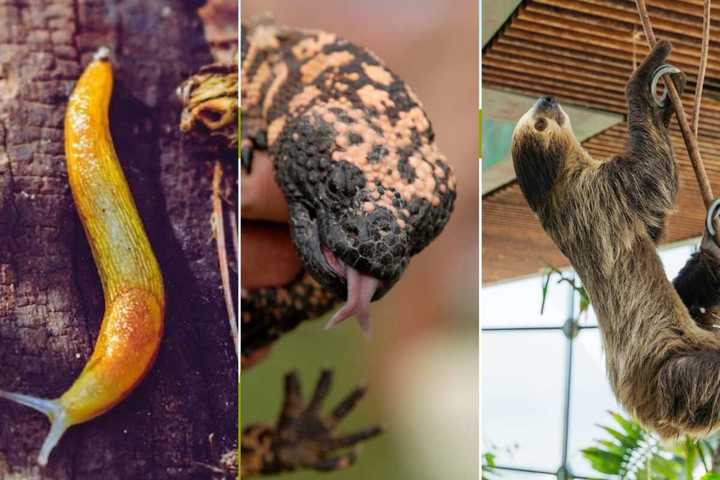 Slowest animal in the world: 10 of the most unhurried creatures - Legit.ng
