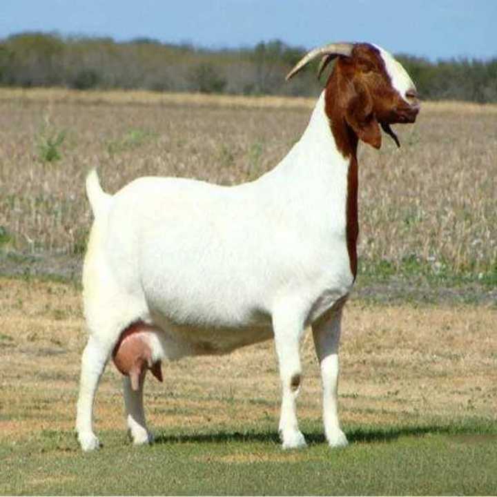 Breeds of goat in Nigeria and their characteristics - Legit.ng