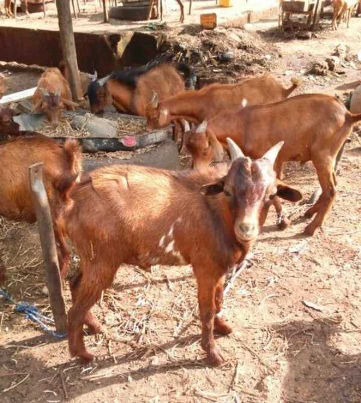 Breeds of goat in Nigeria and their characteristics - Legit.ng